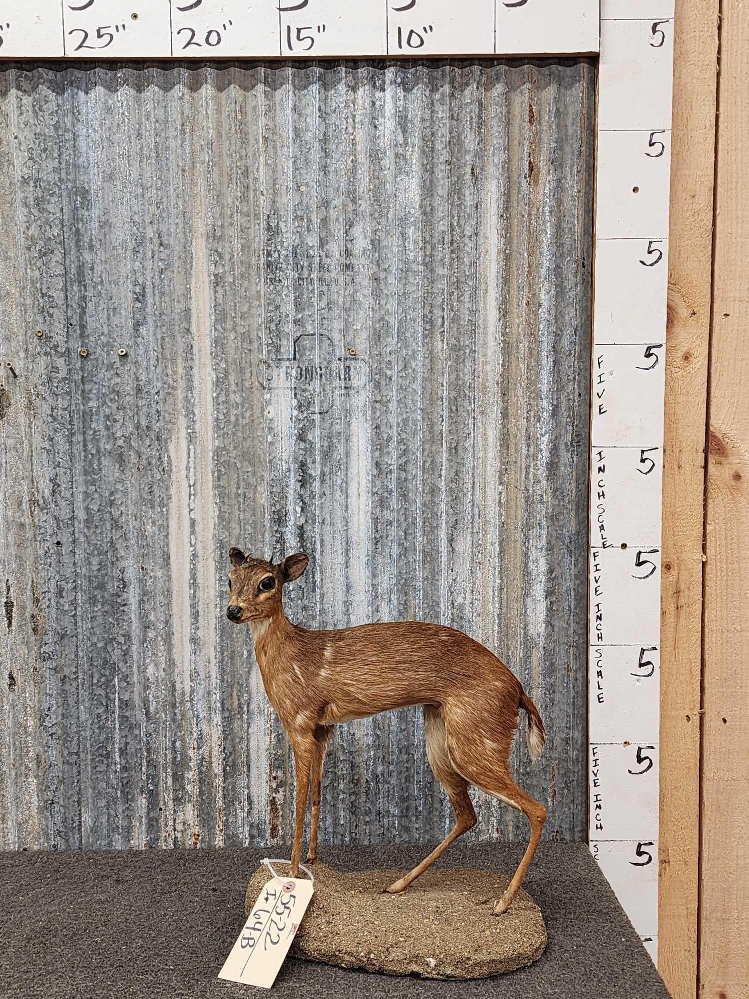 Bates Pygmy Antelope Full Body Taxidermy Mount