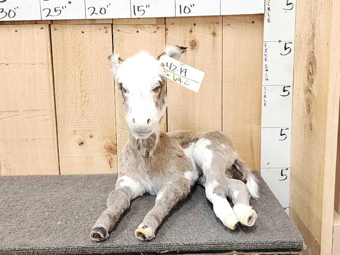 Baby Donkey Full Body Taxidermy Mount