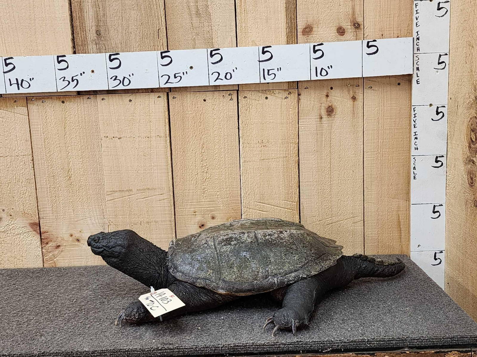 Snapping Turtle Full Body Taxidermy Mount Auction