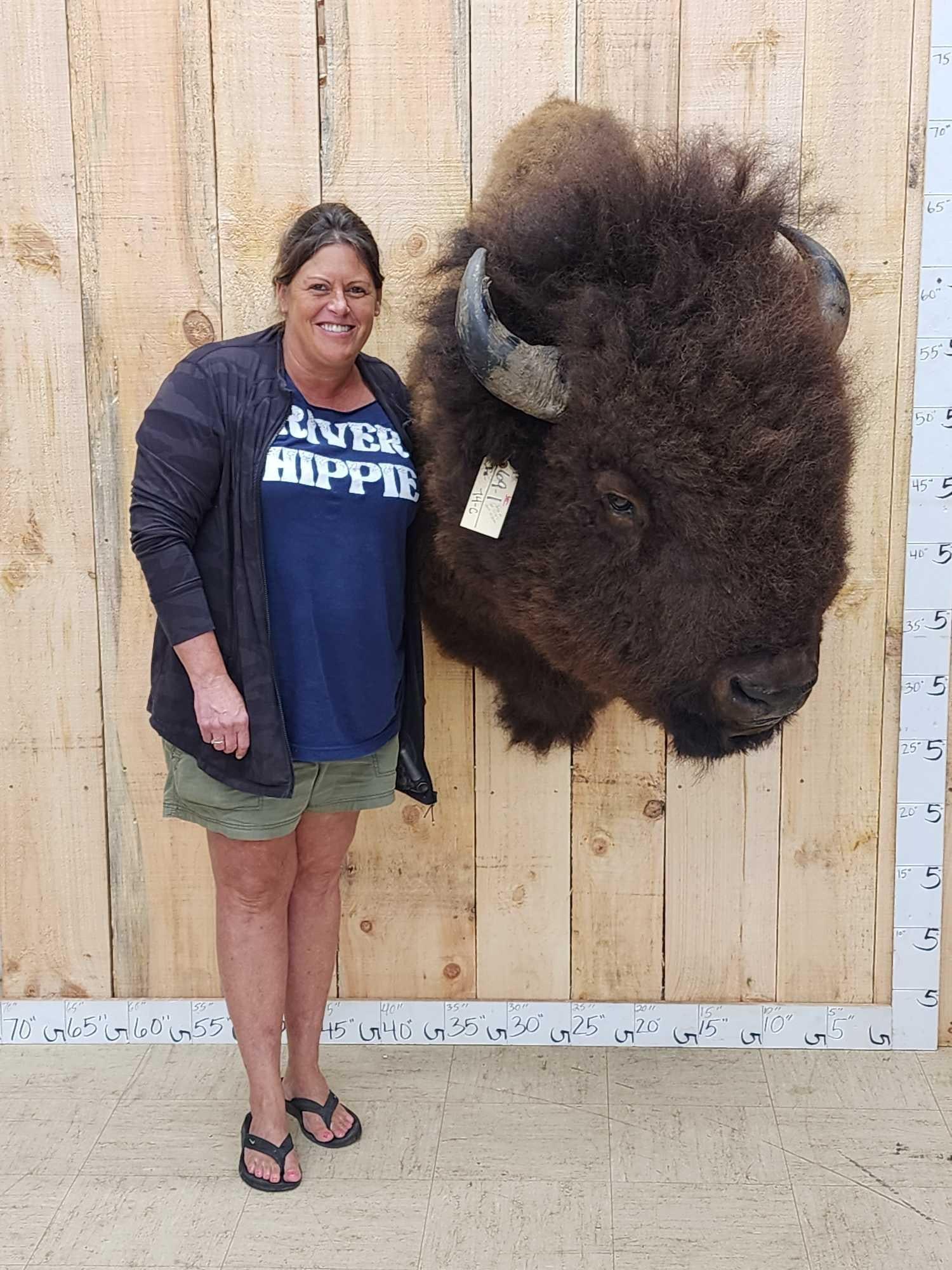Big American Bison Buffalo Shoulder Mount Taxidermy Auction