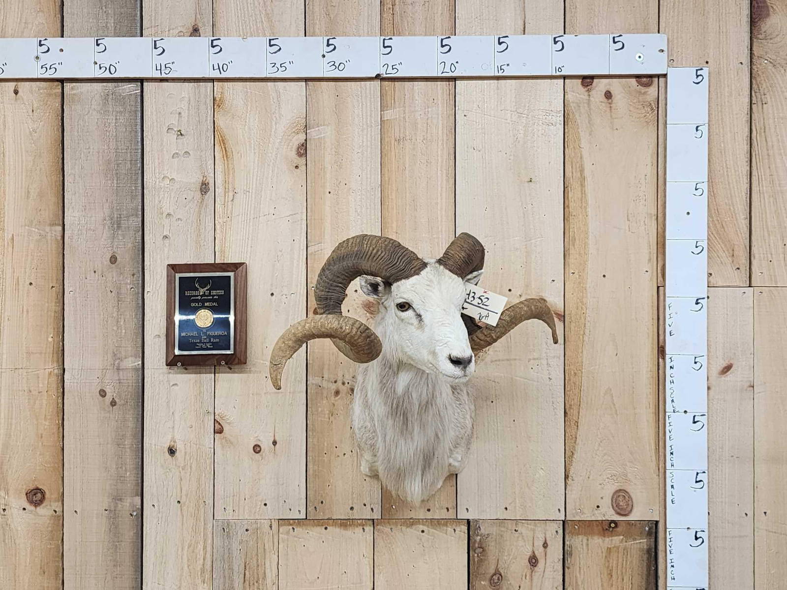 Monster Texas Dall Ram Sheep Shoulder Mount Auction