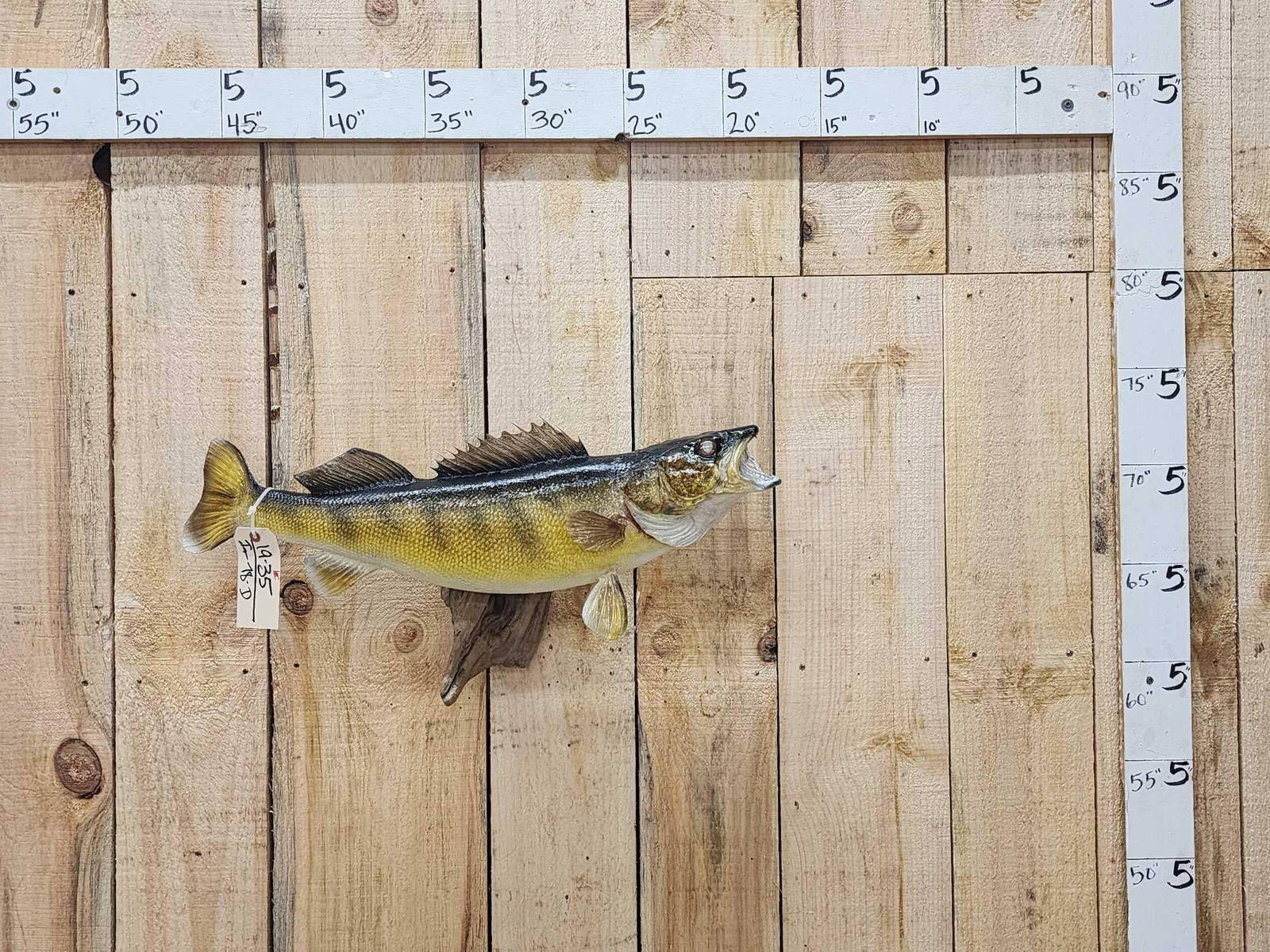 30" Walleye Real Skin Fish Taxidermy Auction