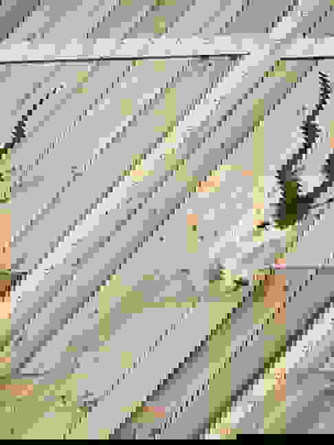 Addax Antelope Shoulder Mount Taxidermy Auction