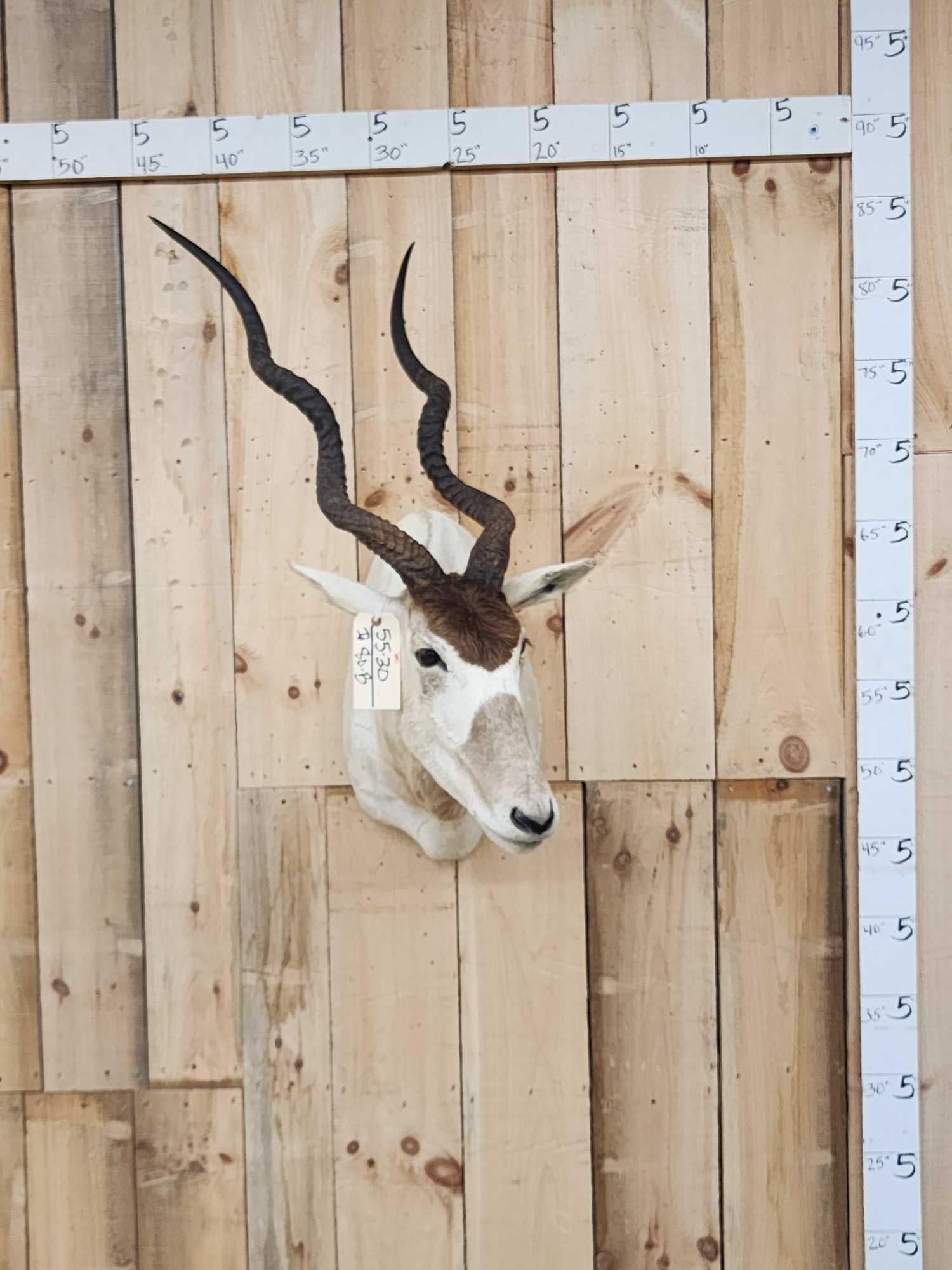Addax Antelope Shoulder Mount Taxidermy Auction