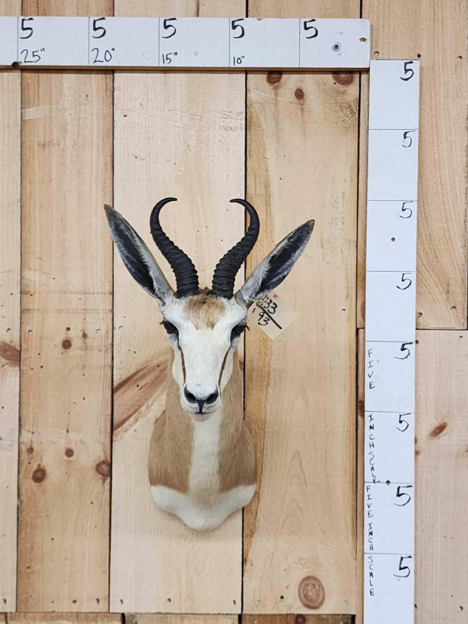 African Springbok Shoulder Mount Taxidermy Auction