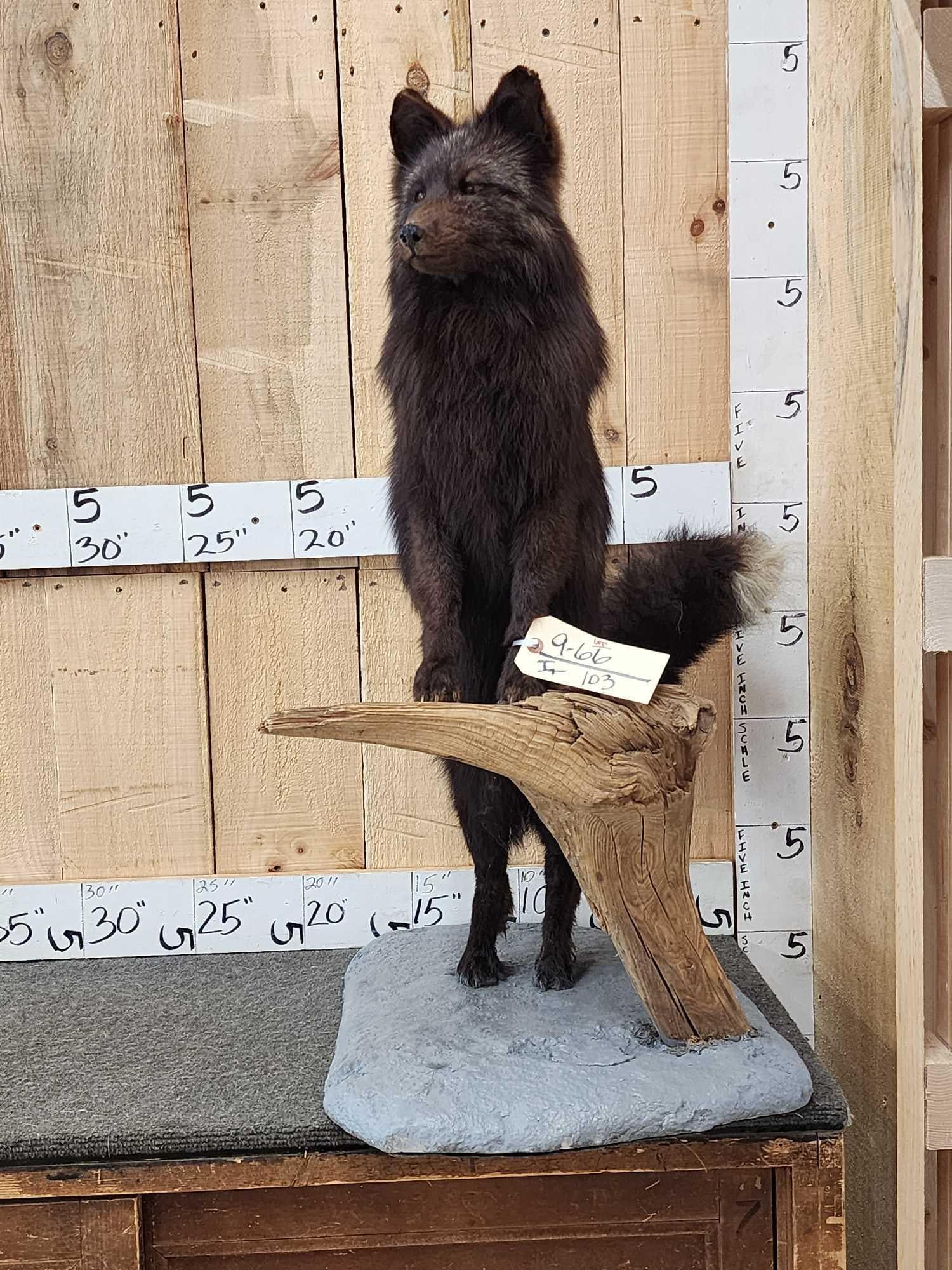 Canadian Cross Fox Full Body Taxidermy Mount Auction