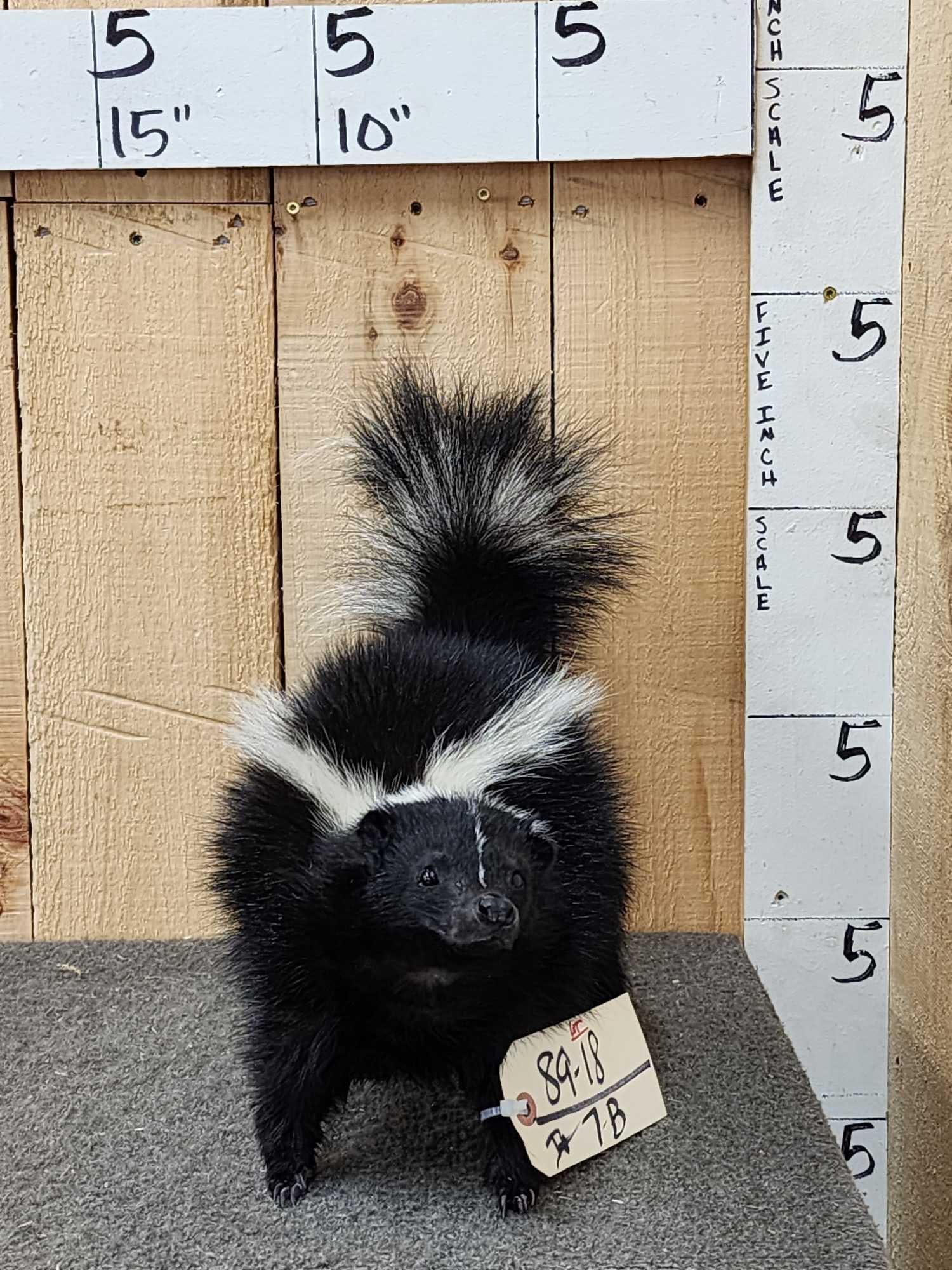 Skunk Full Body Taxidermy Mount Auction