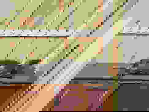 Big Snapping Turtle Full Body Taxidermy Mount Auction