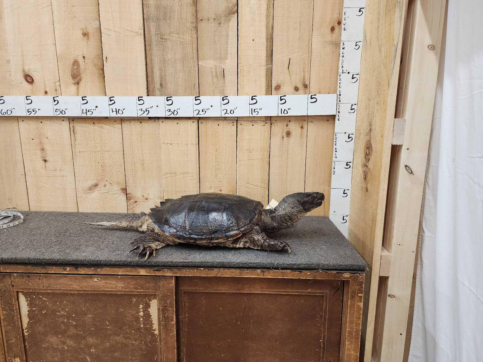 Big Snapping Turtle Full Body Taxidermy Mount Auction