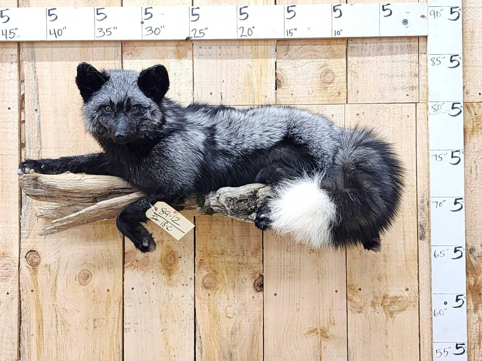 Silver Fox Full Body Taxidermy Mount Auction