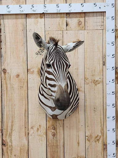 Zebra Shoulder Mounts Taxidermy