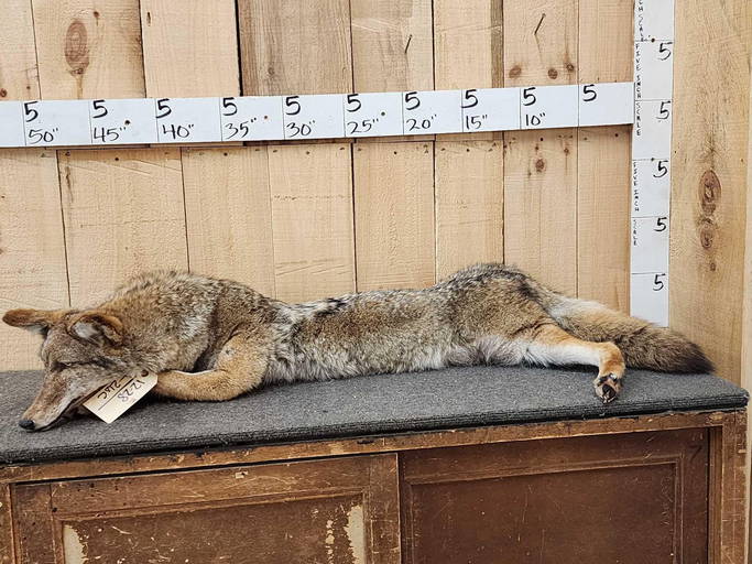 Soft Mount Coyote Full Body Taxidermy Mount