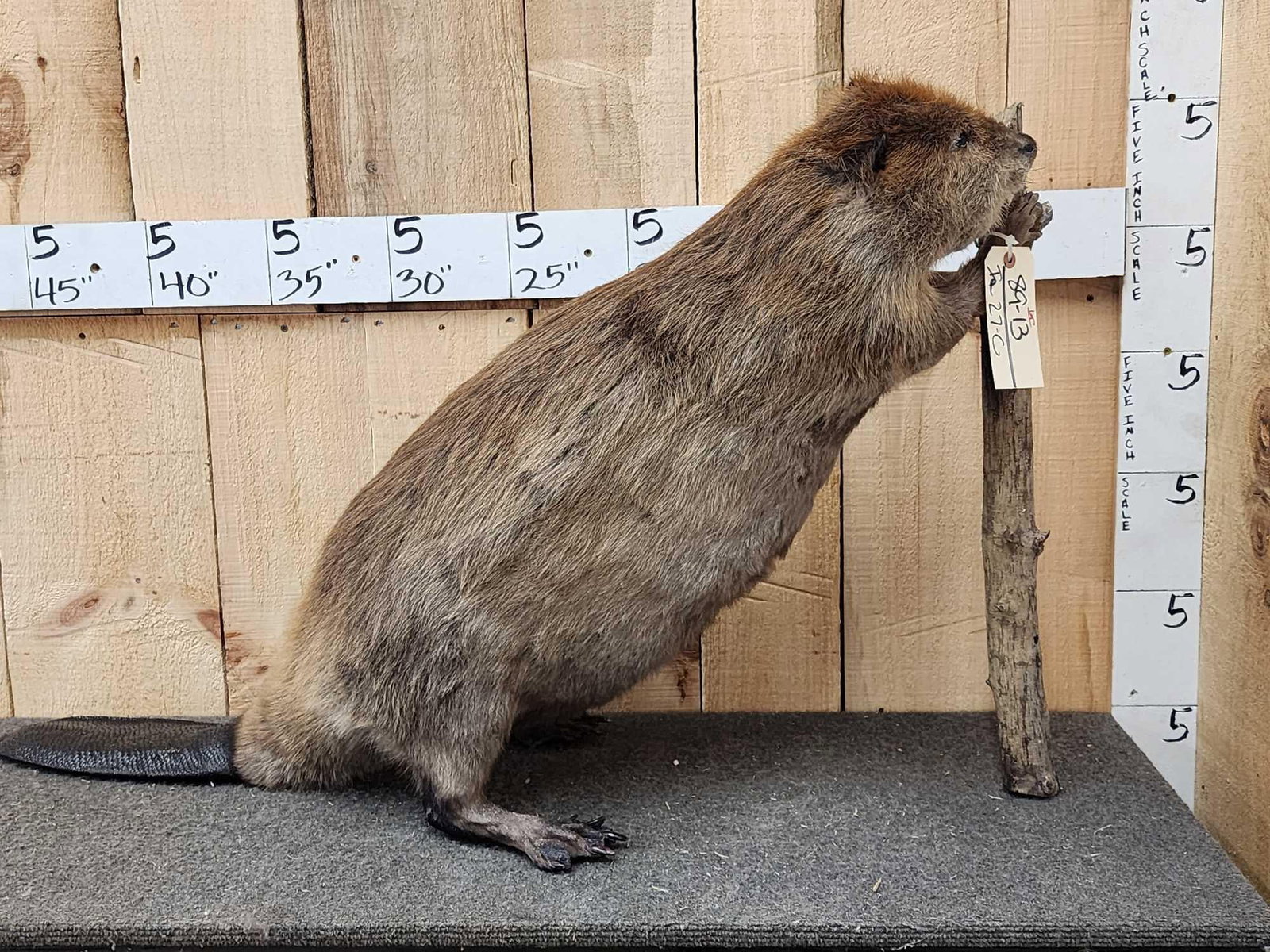 Extra Large Beaver Chewing On A Stick Full Body Taxidermy Mount