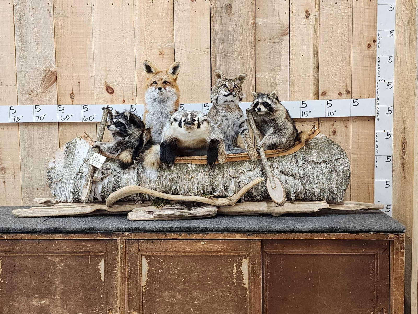 Noah's Ark 5 Critters In A Birch Bark Canoe Taxidermy Mount Auction