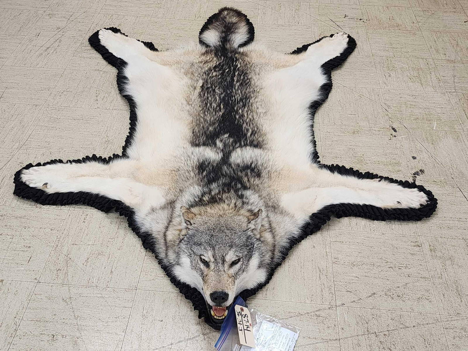 Beautiful Alaskan Wolf Rug Taxidermy Auction