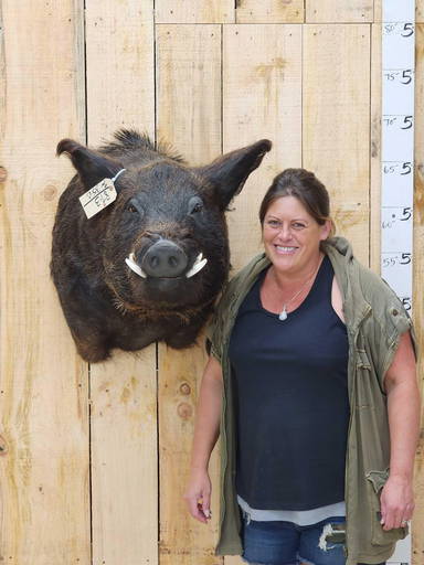 Extra Large Wild Boar Hog Shoulder Mount Taxidermy