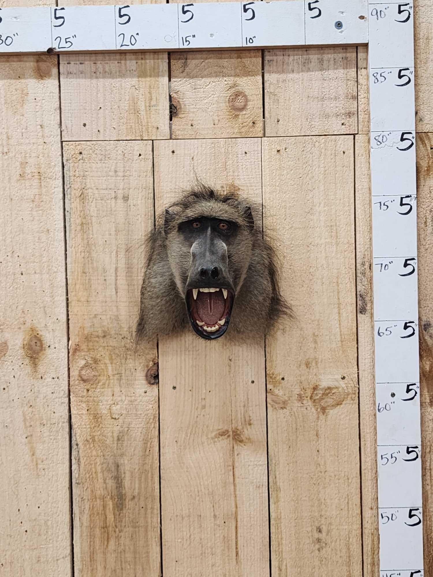 Baboon Shoulder Mount Taxidermy