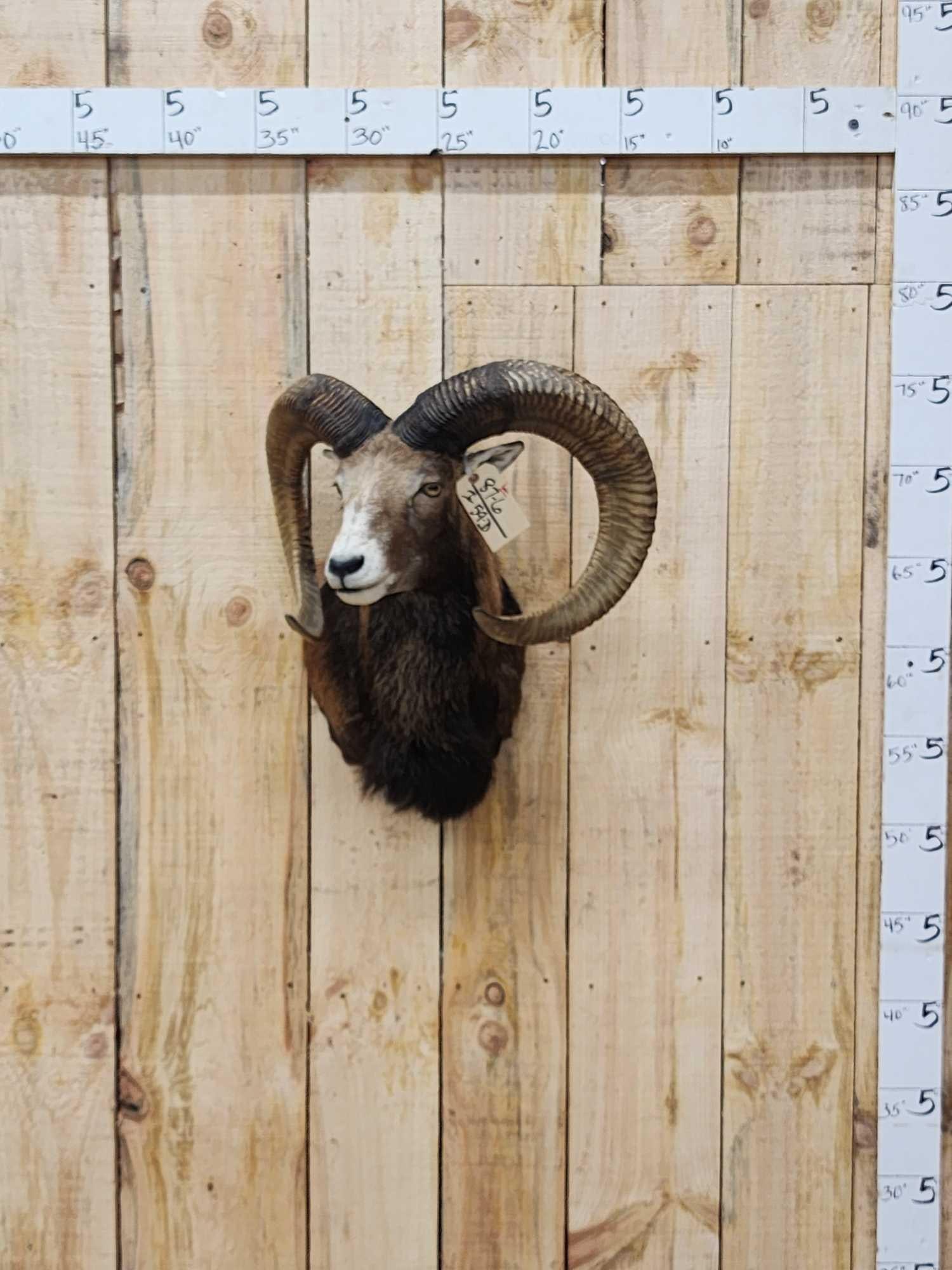 Mouflan Ram Sheep Shoulder Mount Taxidermy Auction