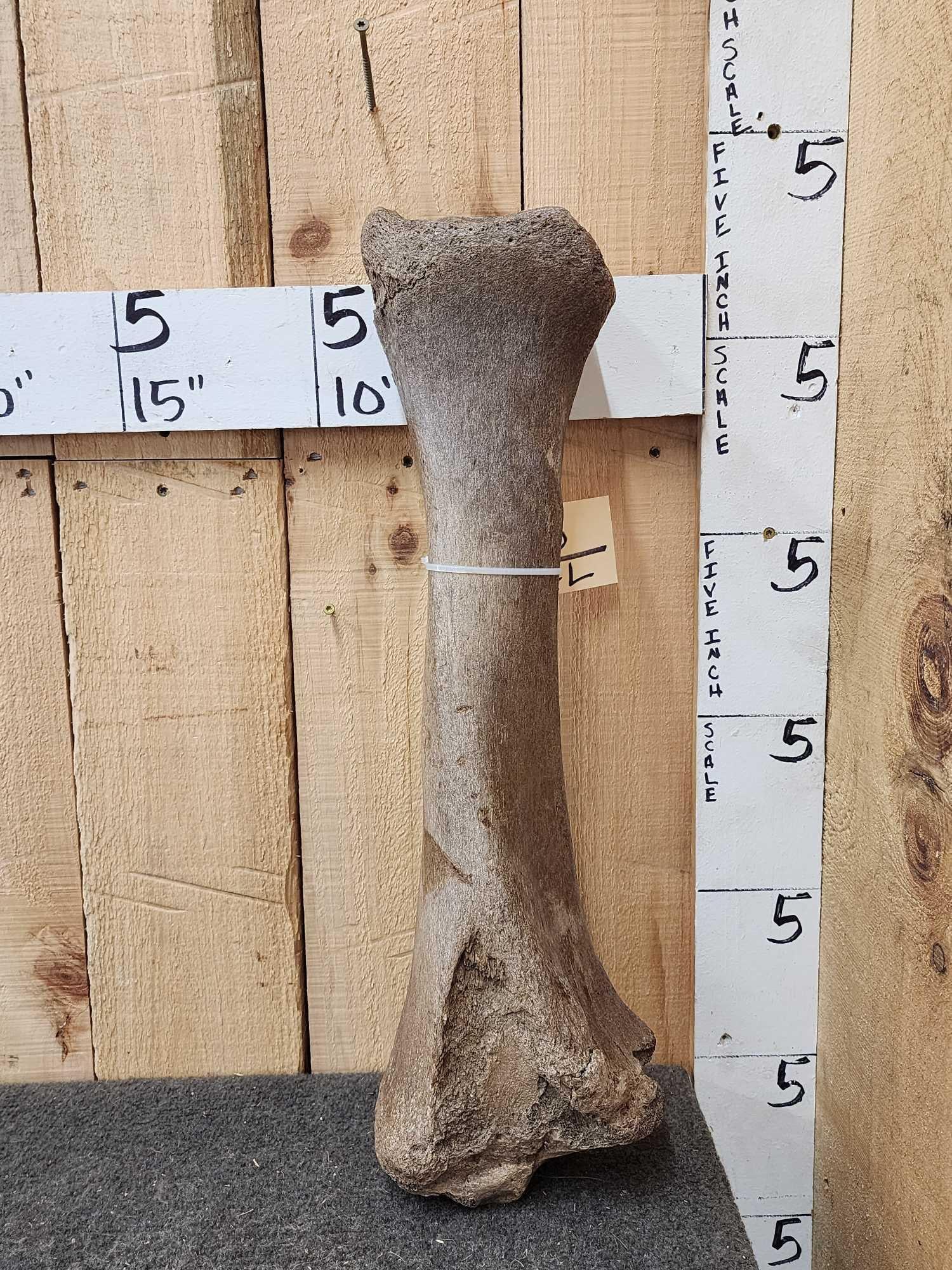 Mastodon Or Woolly Mammoth Leg Bone Auction