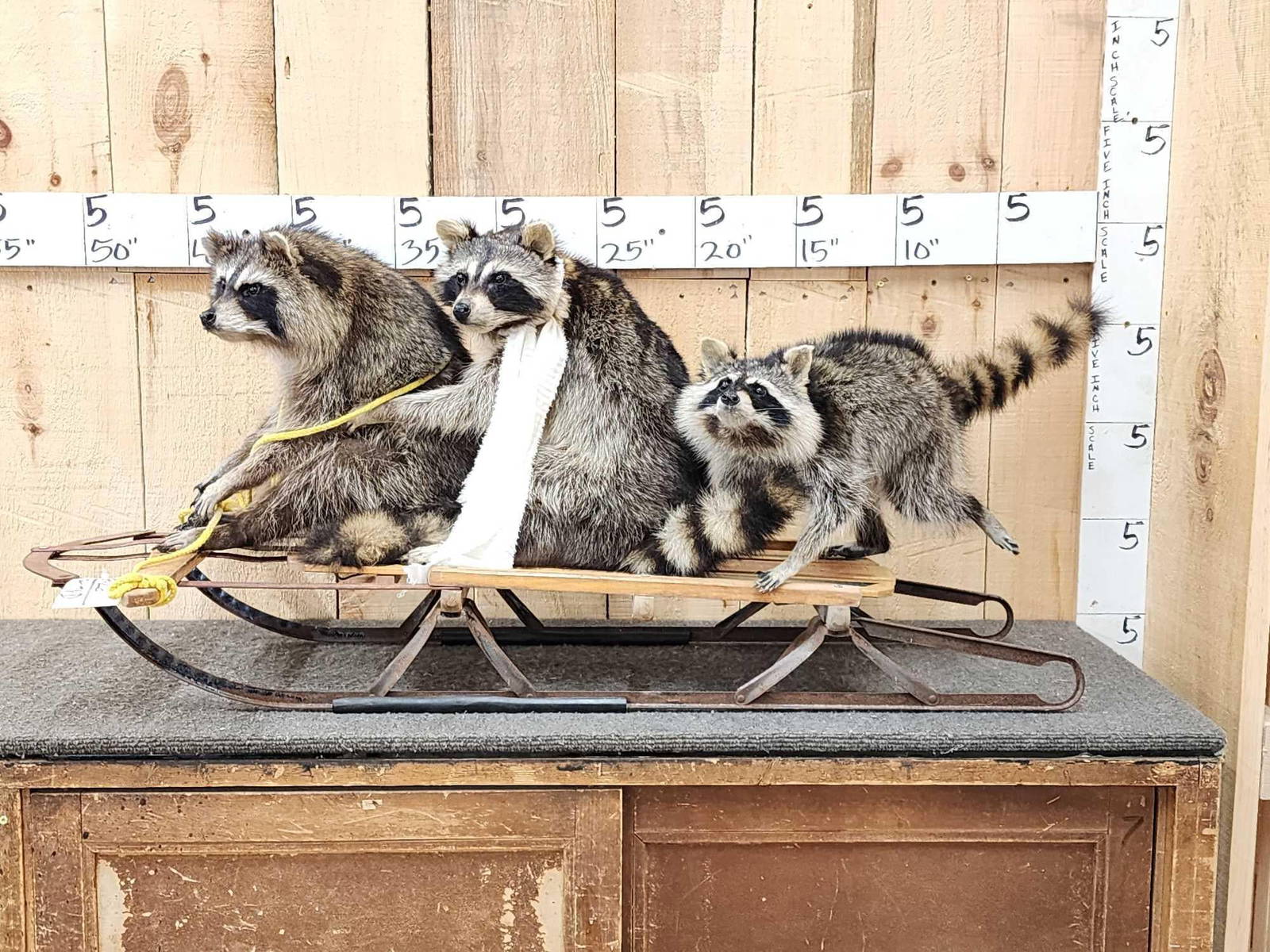 Family Of Raccoons On A Sleigh Ride Taxidermy Auction