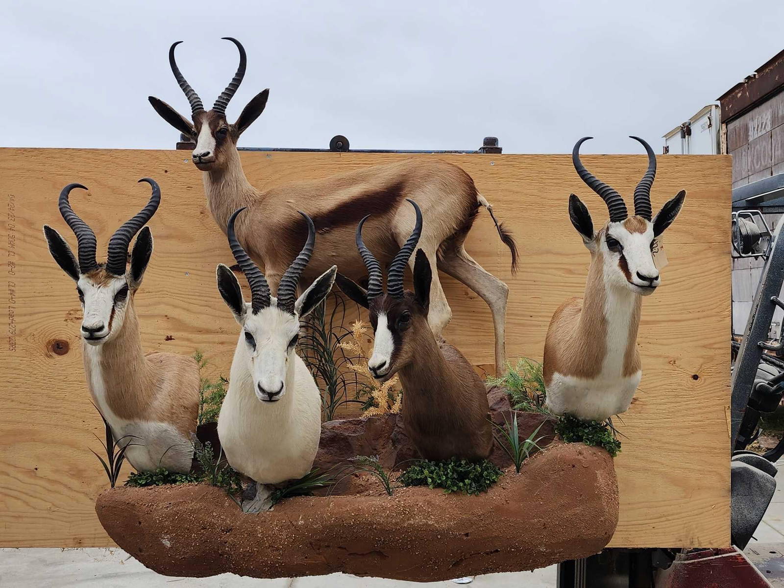 5 African Springboks Taxidermy Mount Auction
