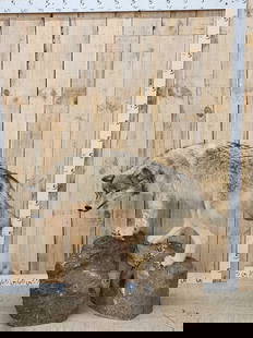 Alaskan Arctic Wolf Full Body Taxidermy Mount