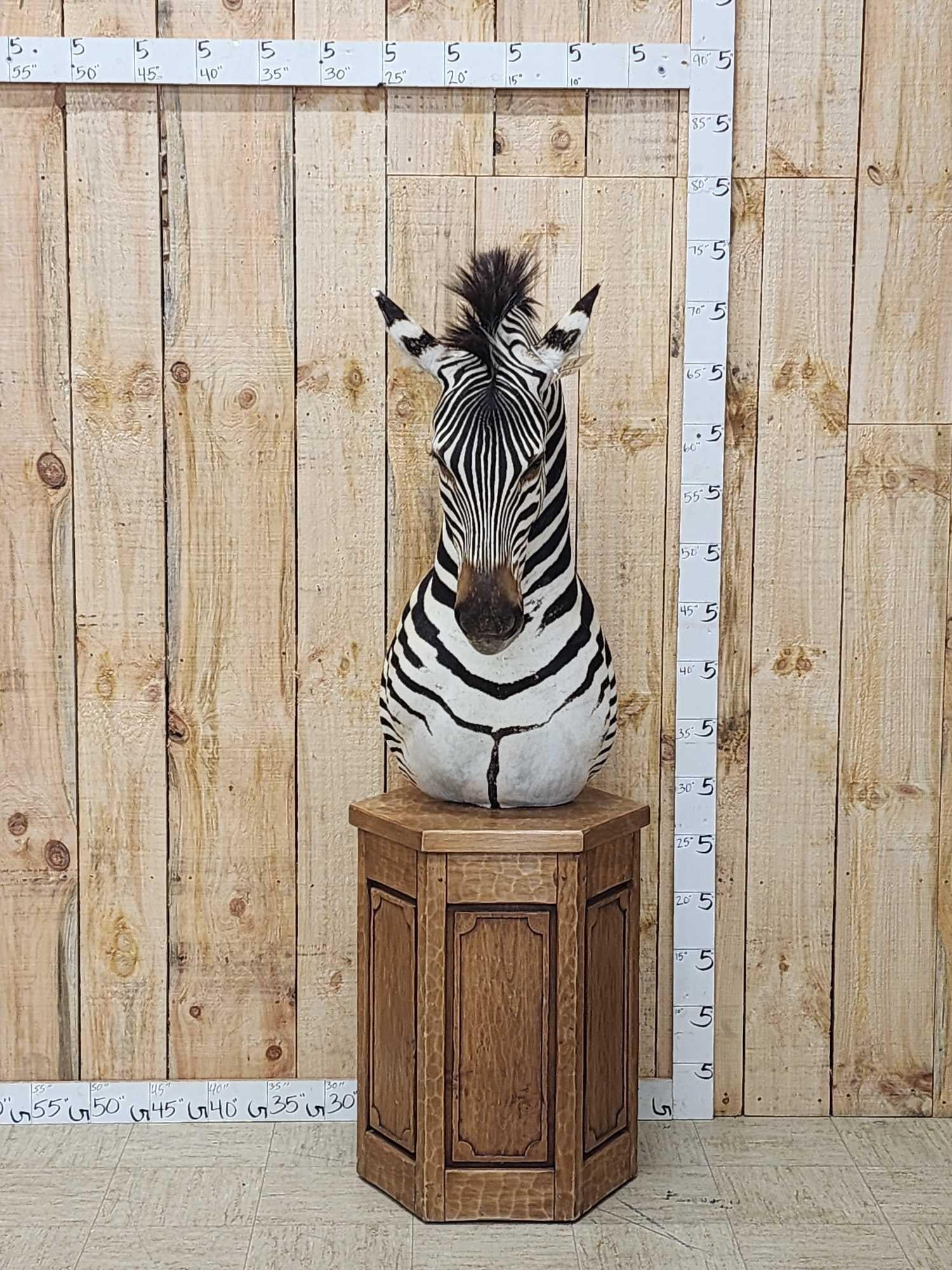 Zebra Pedestal Taxidermy Mount Auction