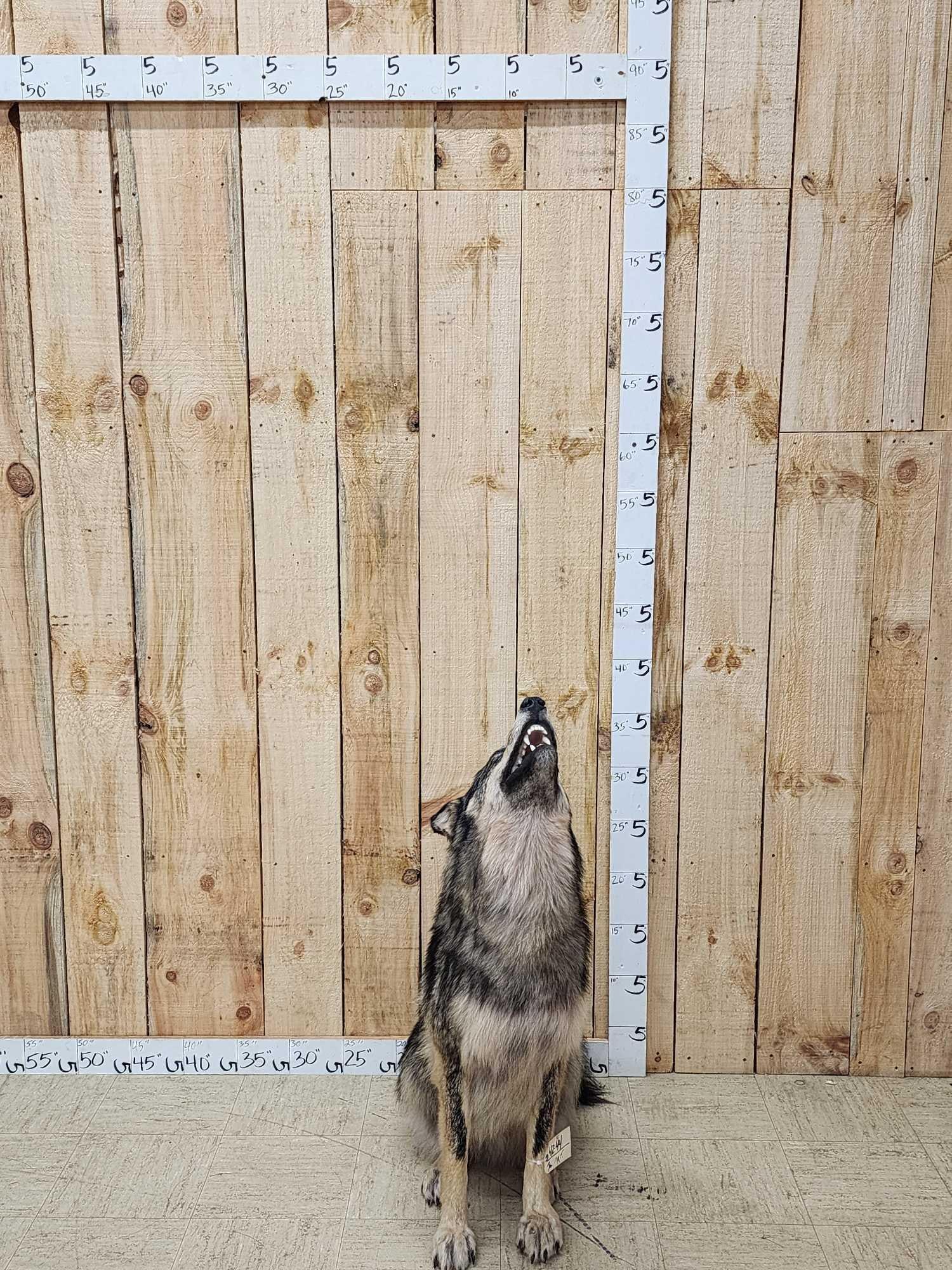 Beautiful Howling Wolf Full Body Taxidermy Mount