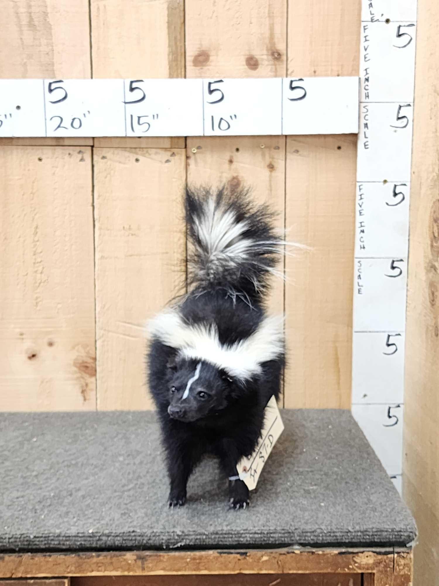 Skunk Full Body Taxidermy Mount Auction