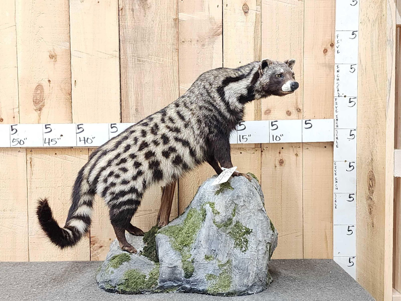 African Civet Full Body Taxidermy Mount Auction