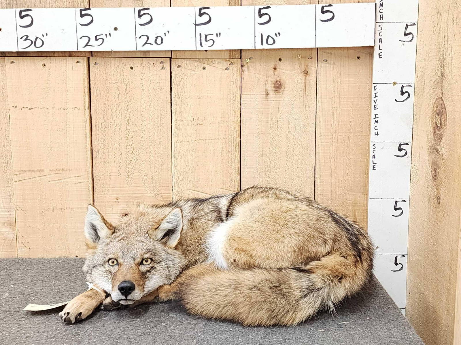 Coyote Laying Down Full Body Taxidermy Mount Auction