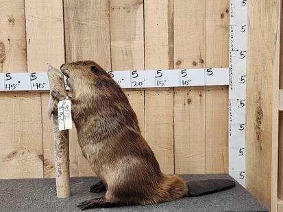 Extra Large Beaver Chewing On A Stick Full Body Taxidermy Mount