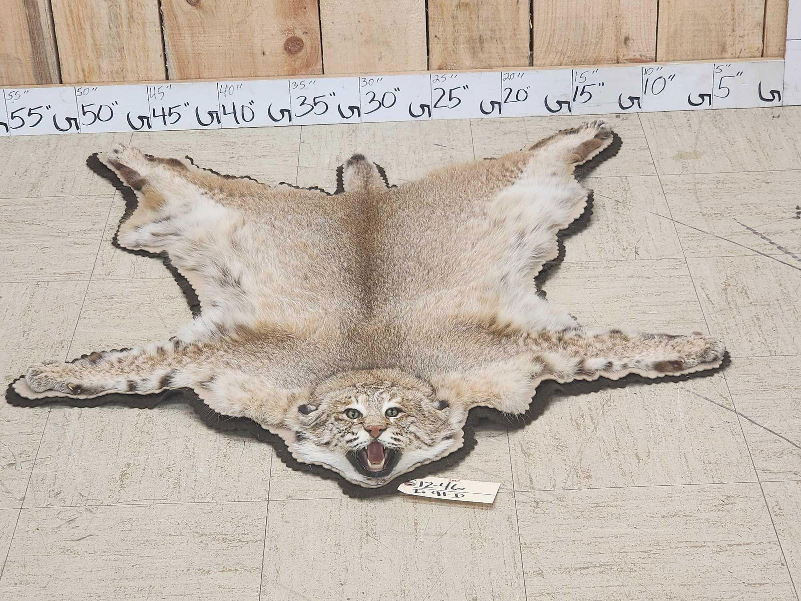 Nice Bobcat Rug Taxidermy Auction