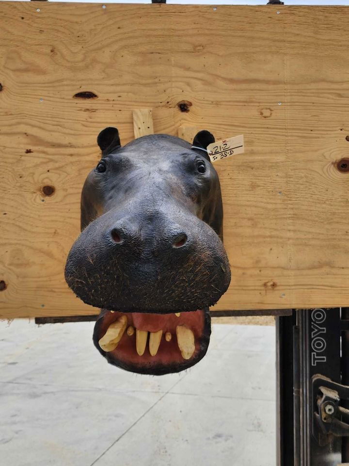 Juvenile Hippopotamus Shoulder Mount Taxidermy Auction