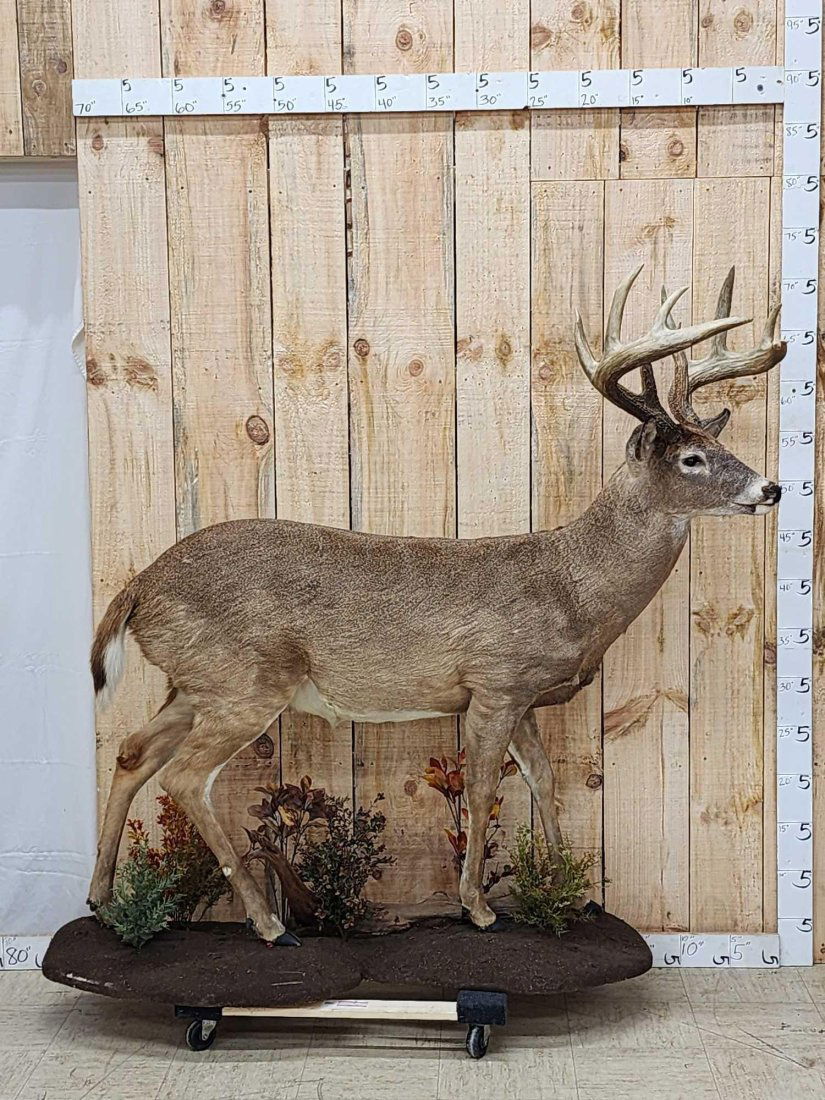 Whitetail Buck Deer Full Body Taxidermy Mount