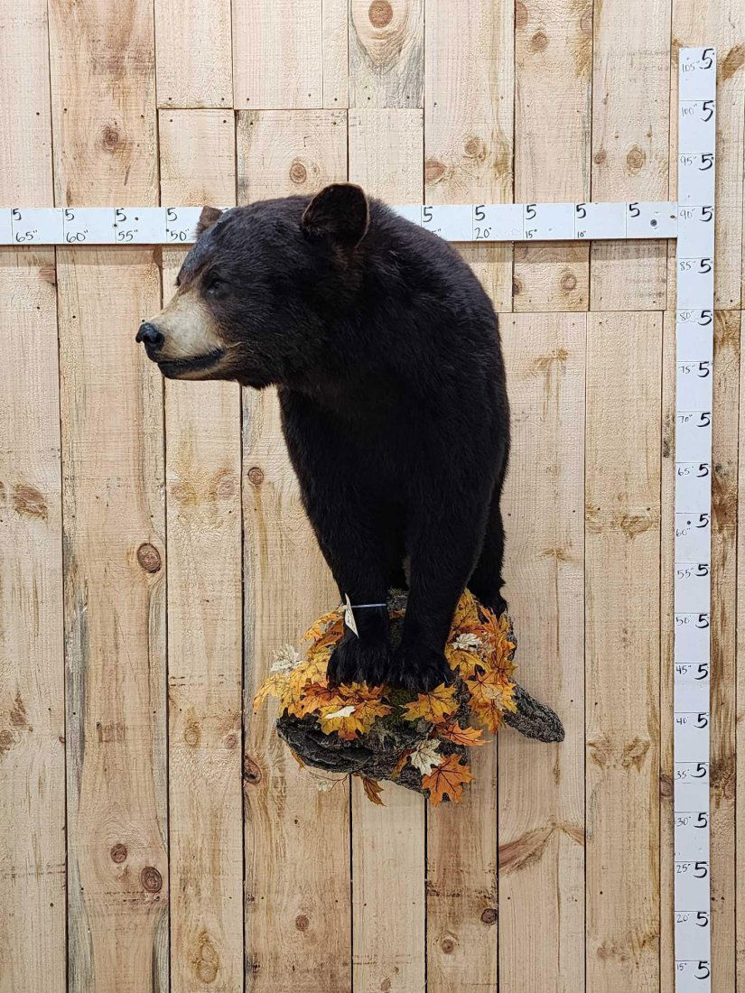 Black Bear Full Body Taxidermy Mount Auction