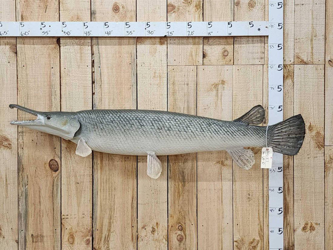 Big 68" Alligator Gar Real Skin Fish Taxidermy Auction