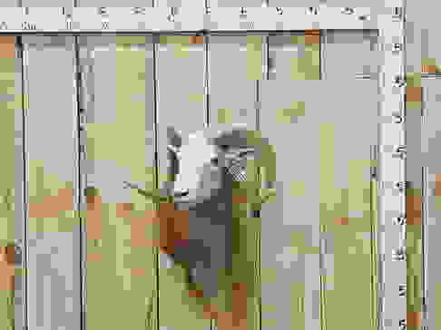 Texas Dall Cross Ram Sheep Shoulder Mount Taxidermy Auction