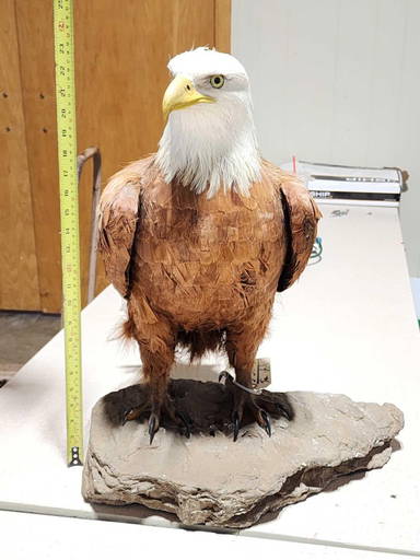 Reproduction Bald Eagle Full Body Bird Taxidermy