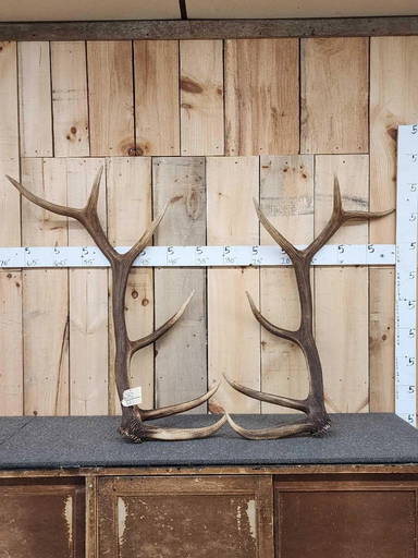 Pair Of 6x6 Elk Shed Antlers 24.6 Lbs