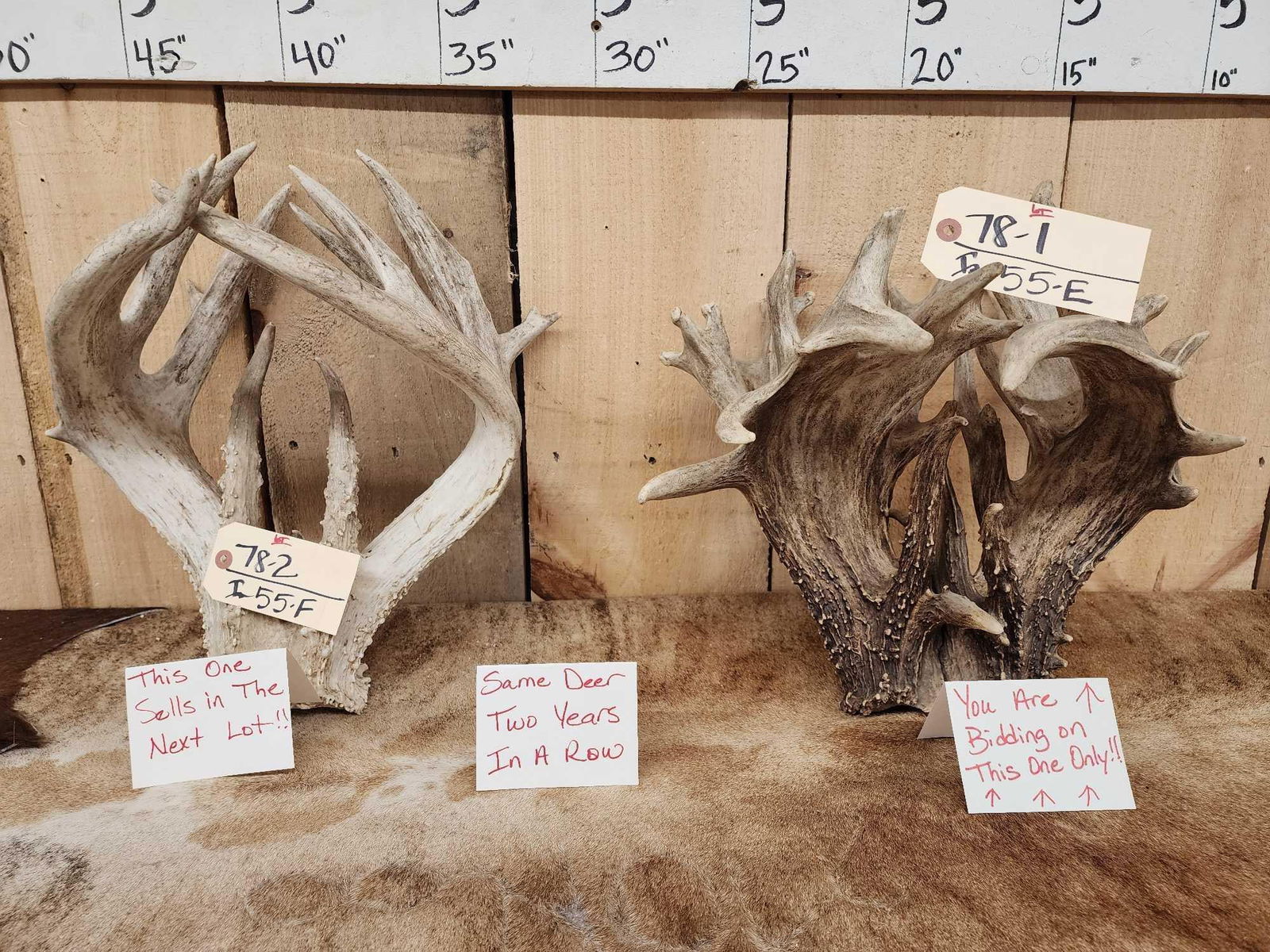 Super Rare Heavy Mass Set Of Shared Pedicle Whitetail Shed Antlers Auction