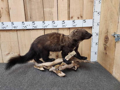Premier Taxidermy Fine Art Oddities & More Auction on Mar 16, 2024 by ...