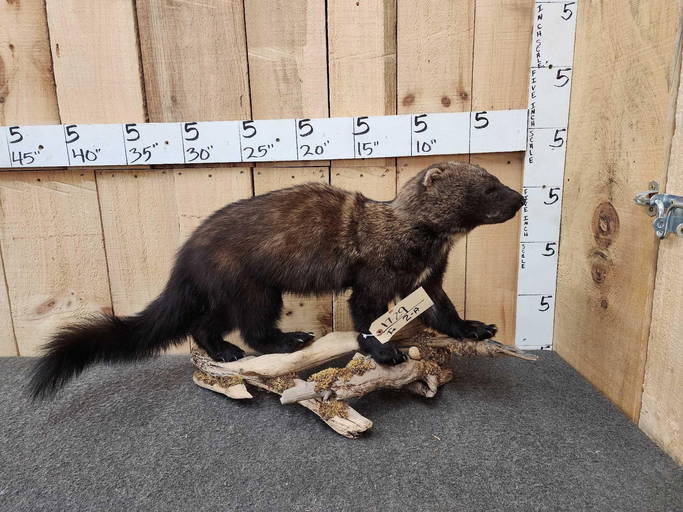 Big Fisher Cat Full Body Taxidermy Mount