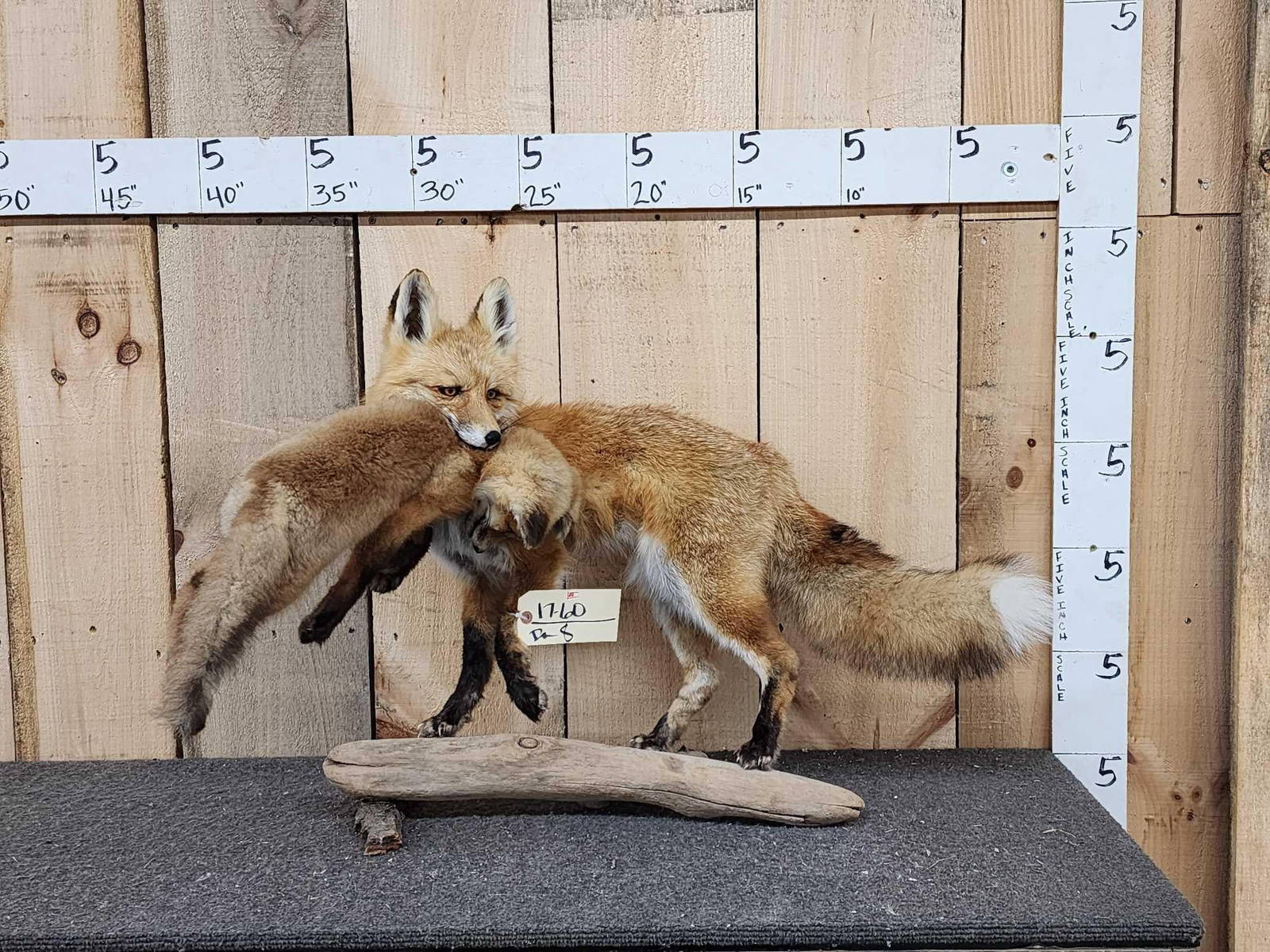 Mamma Red Fox Carrying Her Baby Full Body Taxidermy Mount Auction