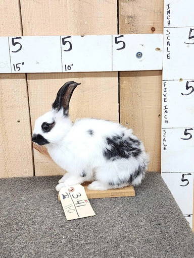 Bunny Rabbit Full Body Taxidermy Mount