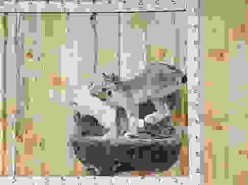 Alaskan Lynx Chasing A Rabbit Full Body Taxidermy Mount Auction