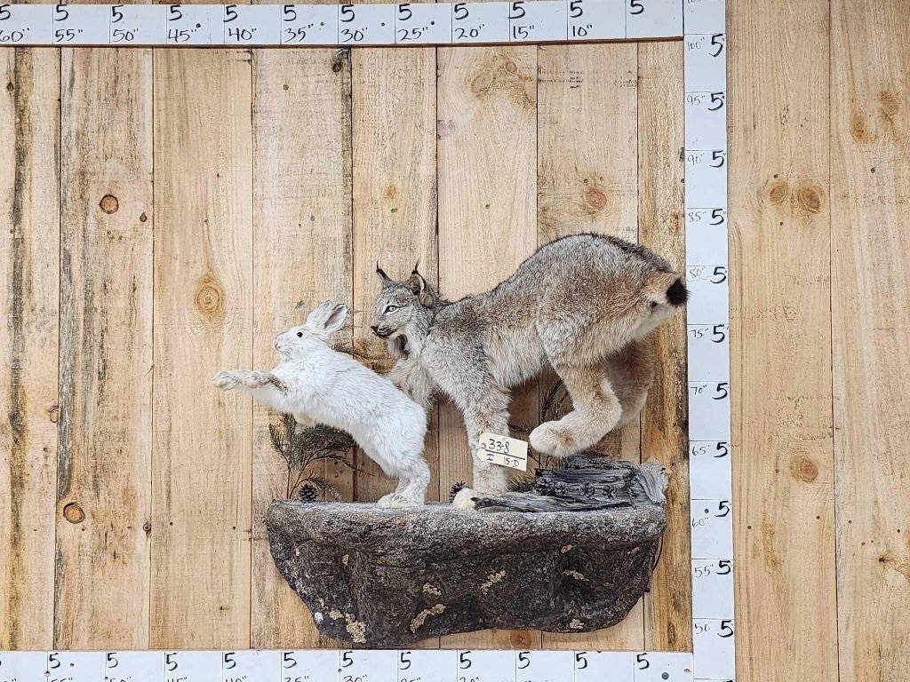 Alaskan Lynx Chasing A Rabbit Full Body Taxidermy Mount Auction