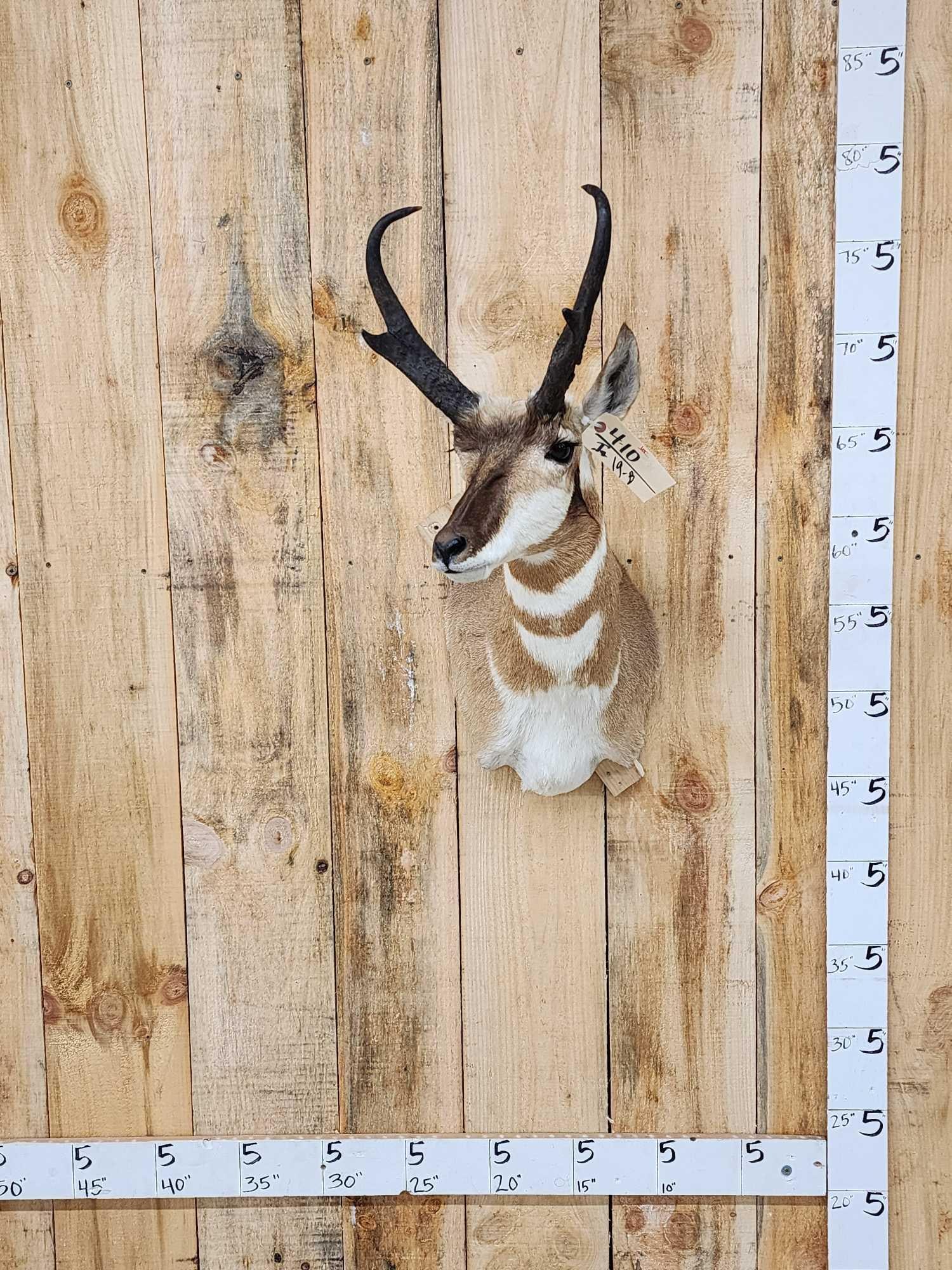 Pronghorn Antelope Shoulder Mount Taxidermy Auction