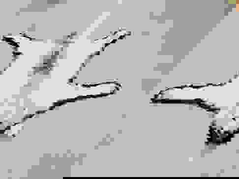 Alaskan Arctic Wolf Rug Taxidermy Auction