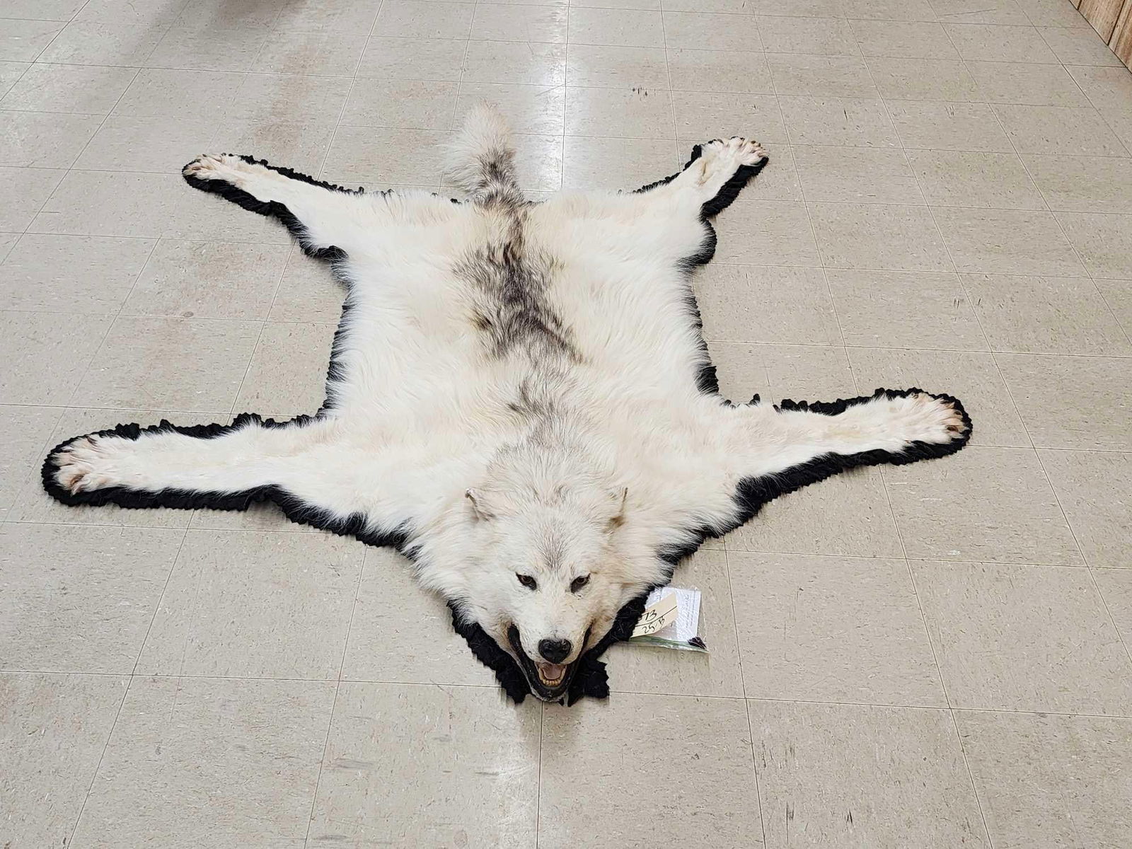 Alaskan Arctic Wolf Rug Taxidermy Auction